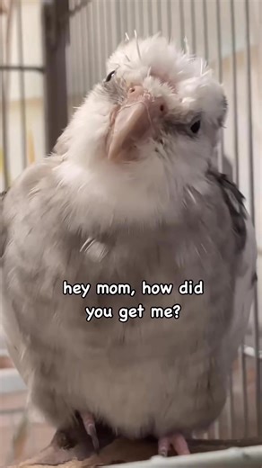 221K views · 8K reactions | Why is Percy crestless? Percy came from...