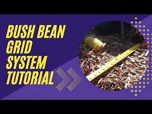 Bush Bean GRID SYSTEM PLANTING Tutorial - You Asked and We Answered