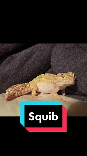 The Journey of Squib: From Obese to Sassy Leopard Gecko