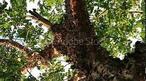 Bizarre monster tree with peeling flaky bark. Pterocarpus macrocarpus also known as Burma padauk.