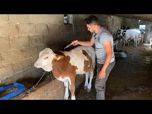 FLY REPELLENT APPLICATION IN CATTLE ANIMALS