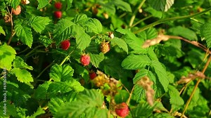 Raspberry bush. Branch of ripe raspberries on blurred green background. Red sweet berries growing on raspberry bush in fruit garden in nature. Many ripe red raspberries. Abundance. Summer Harvest. Stock Video