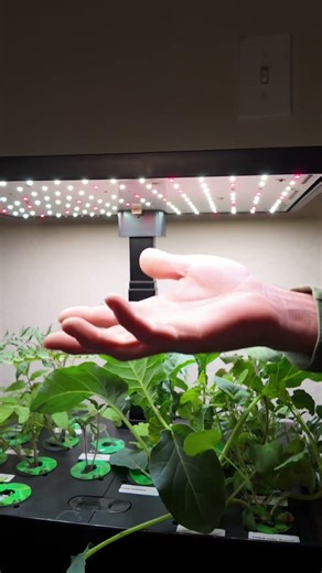 This is the closest I’m getting to a grow-op… of cherry tomatoes #hydroponicgarden #hydroponics