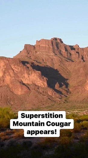 9.1K views · 722 reactions | The Superstition Mountain Cougar...