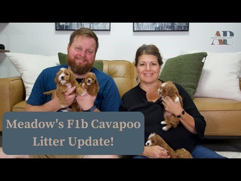Meadow's F1b Cavapoo Litter Update!