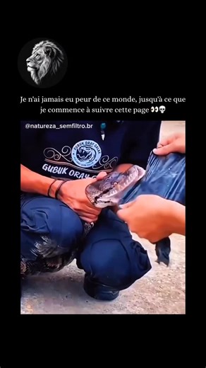 Étrangement sauvage on Instagram: "La vidéo montre un moment saisissant d’interaction entre l’être humain et l’un des prédateurs les plus redoutés de la nature : un immense serpent constricteur, probablement un python ou une anaconda. Tandis que l’un des hommes maintient fermement la tête de l’animal, l’autre agit avec une extrême prudence pour neutraliser sa bouche, en l’enveloppant avec une sorte de sac en plastique ou de tissu de sécurité. La tension est palpable : le moindre faux mouvement p