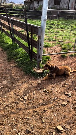 "Amazing Strength and Work Ethic of 10-Month-Old Daisy | Carcoar Dog Auction 2023"