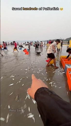 So many pufferfish fighting for life… I had to save them 😢