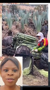 155K views · 1.3K reactions | POP is made from this plant | Galaxy Lifestyle | Facebook