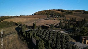 Drone push in above small olive tree orchard at bend of Tuscan hillside slopes