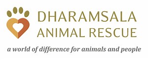 Street Animal Rescue Program | Dharamsala Animal Rescue