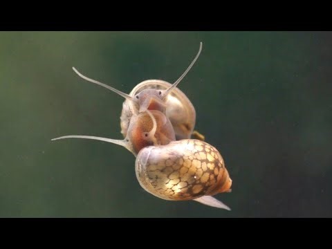Freshwater Snails (Chapter 2) THE BLADDER SNAIL