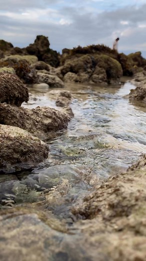 When at the beach, we always look forward to finding sea shells every morning. 🦪🦀🐚 #samboan #SamboanCebu #fypreelsviralシ | Ella Mae Parami