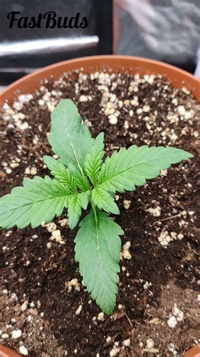 FastBuds Genetics 🥦 Cherry Cola 🍒 + Gorilla Zkittlez Autoflower 🦍 Day 11