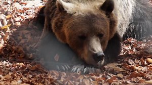 Rising bear, wolf and boar encounters leave Greek farmers on edge