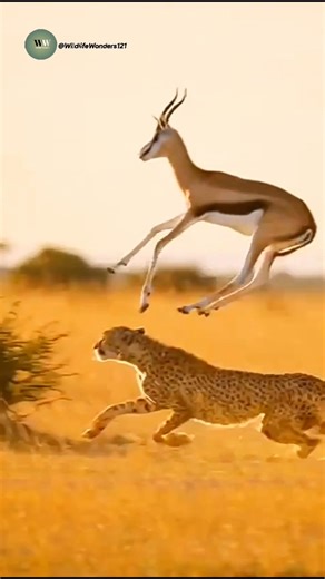 Cheetah vs Gazelle — One Sharp Turn Saves a Life