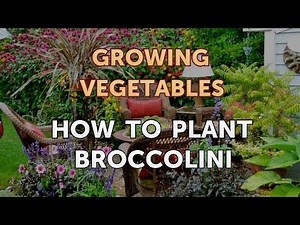 How to Plant Broccolini