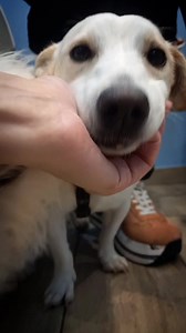 4K views · 136 reactions |  CONDIVIDETEEEEEEEEE È URGENTE  MARIO...