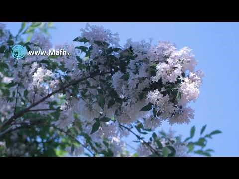 063 Surah Al-Munafiqoon | Mafhoom-ul-Quran by Allama Parwez