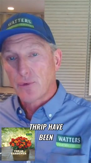 Discover the hidden culprit behind your curling leaves and blackened flowers. Thrips, a tiny bug that eats plants from the inside out, can wreak havoc on your garden. Learn effective strategies to prevent and treat thrip infestations in this informative video. #ThripInfestation #GardenPests #PlantCare #PreventLeafDamage #FlowerLoss #GardenTips #ThripControl #NaturalPestControl #GardeningSolutions #ThripTreatment | Watters Garden Center