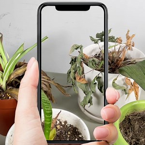 61K views · 175 reactions | How to keep your plants alive? ☘️Scan to identify and diagnose your plants, get a customizable care plans. | Plant Parent | Facebook