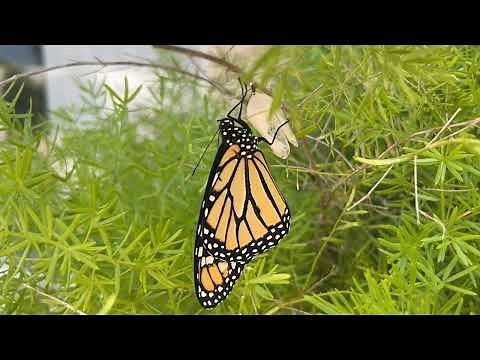 Time Lapse Video Of A Monarch Butterfly Emerging From Its Cocoon