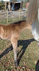 Great excitement here today at #ConnemaraEquestrianEscapes. This little man was born early this morning and he is looking for a name! Our prefix here is "Curra" (after the name of the farm) so it will have to be a name that fits nicely after Curra. We are offering a €500 credit towards any new booking of a 7 day tour in 2025 to the person who comes up with the best name! Get your thinking caps on and comment below. #loveconnemaraponies #trailridingadventures #Ireland | Connemara Equestrian Escap