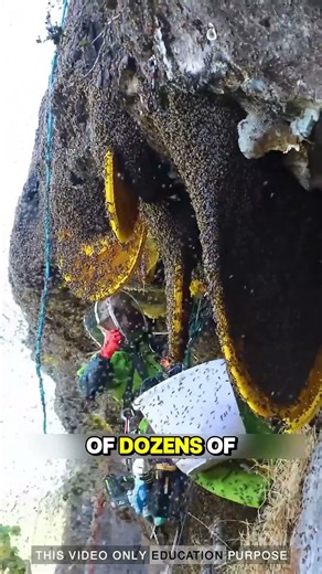 Brave Men Climb Giant Trees for Wild Honey