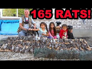 House INFESTED with 165 Rats!!!
