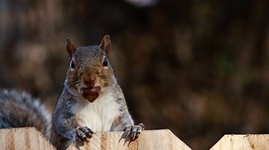 VERIFY: Acorn abundance doesn’t mean a rough winter is coming