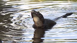 Alligator in Florida near the Everglades
