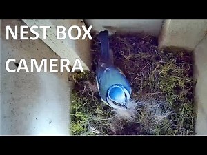 Nest building + fight for nest box - Highlights 15th of March - Nest box camera