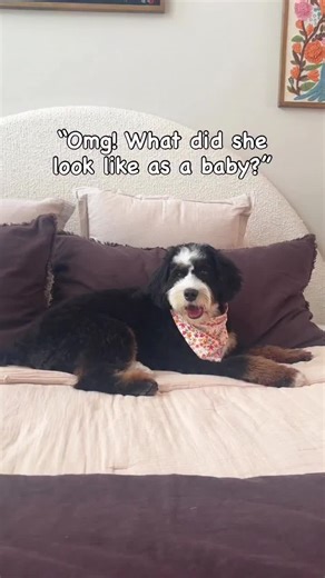 Meet Remi Roo: The Adorable Mini Bernedoodle