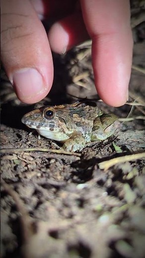 Catch a toad for fun: Toad and Frog funny jumping when catch it for laugh