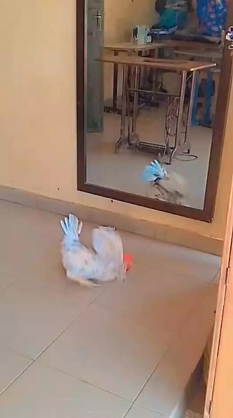 Vidéos de maro 🇧🇫Taonsa💓 (@lil.maro47) avec son original - funnyvideo