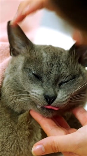 116K views · 2.5K reactions | Will pacemaker prevent cat's heart from going into failure?  #bondivet #cat #cats #pet #pets #cuteanimals #cutecat #heart #hearthealth | Bondi Vet | Facebook