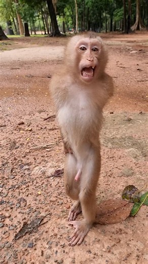 190K views · 1.5K reactions | Fun baby monkey Rithy show activity | Monkey Care | Facebook