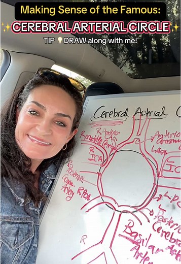 Understanding the Circle of Willis in Human Anatomy