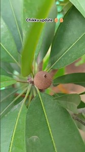 chikku update🥚🥚#shorts#viralvideo#trendingvideo#trendingshorts#viralshorts