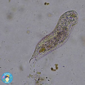 37 reactions | Hello everyone! This is a microscopic animal,...