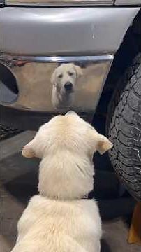 Dogs Doing The Most Ridiculous Things 🐾😂