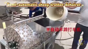 9.1K views · 22 reactions | A sheep hoof dehairing machine is a precision processing device used on sheep slaughter lines to specifically remove hair from sheep hooves. Its core function is to efficiently and thoroughly remove coarse, fine, and downy hair from sheep hooves (especially between the toes) that is difficult to remove with conventional sheep dehairing machines, thereby improving product appearance and hygiene standards. | NPW Slaughter＆Process Equipment | Facebook