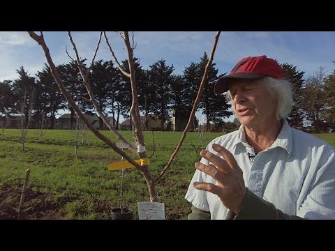 Planting a Bare Root Fruit Tree