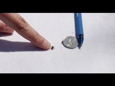 How to tell the difference between ticks