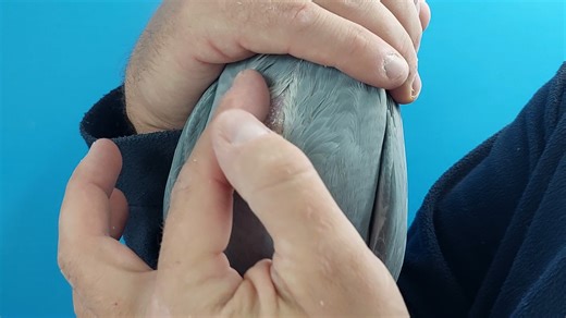 Pigeon Bids Eijerkamp Hans & Evert-Jan - november 2025 Lot 1 “Geeloger’s Murphy” NL-25-1096323 Father: “Geeloger B22-2090273 – original Limbourg E. Won @ Erik Limbourg 1st National ace KBDB Allround old yearbirds 2023 3rd World Best Pigeon FCI 2023 Bought by Hans & Evert-Jan Eijerkamp for 450.000€ Is @ Eijerkamp already grandfather to: 4th Prov. Ace Youngbirds 2025 9th Prov. Ace youngbirds 2025 15th Prov. Ace youngbirds 2025 Born out “Brother Super James” x “Sister Uranus” Mother: “Lady Murphy” 