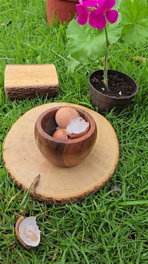 Are you using crushed eggshells as fertilizer? You might be making a common mistake. In this video, I’ll show you how to transform eggshell calcium into a form your plants can actually absorb using just vinegar. It’s simple, effective, and could make a big difference in your garden. Watch until the end to learn how to apply it safely and avoid damaging your plants. Shoutout to Rufo for always being part of the learning journey! #PlantTips #GardeningHack #CalciumForPlants #EggshellFertilizer #Org