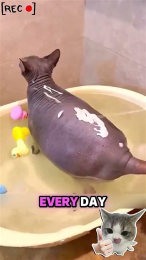 He Got Hairless Cats… and Discovered an Unexpected Problem