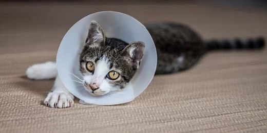 Collerette chez le chat : comment aider mon chat à vivre avec ?