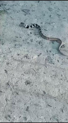 Central Asian Cobra (Naja oxiana) | Highly Venomous