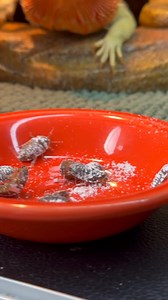 55K views · 894 reactions | For those wondering about the background noise—it’s the washing machine, which somehow seems to be running 24/7 around here.  Anyway, enjoy this little clip of Betty munching on her dusty bugs! 荒 #lunch #roach #letseat #yeschef | Whosagoodlizard | Facebook